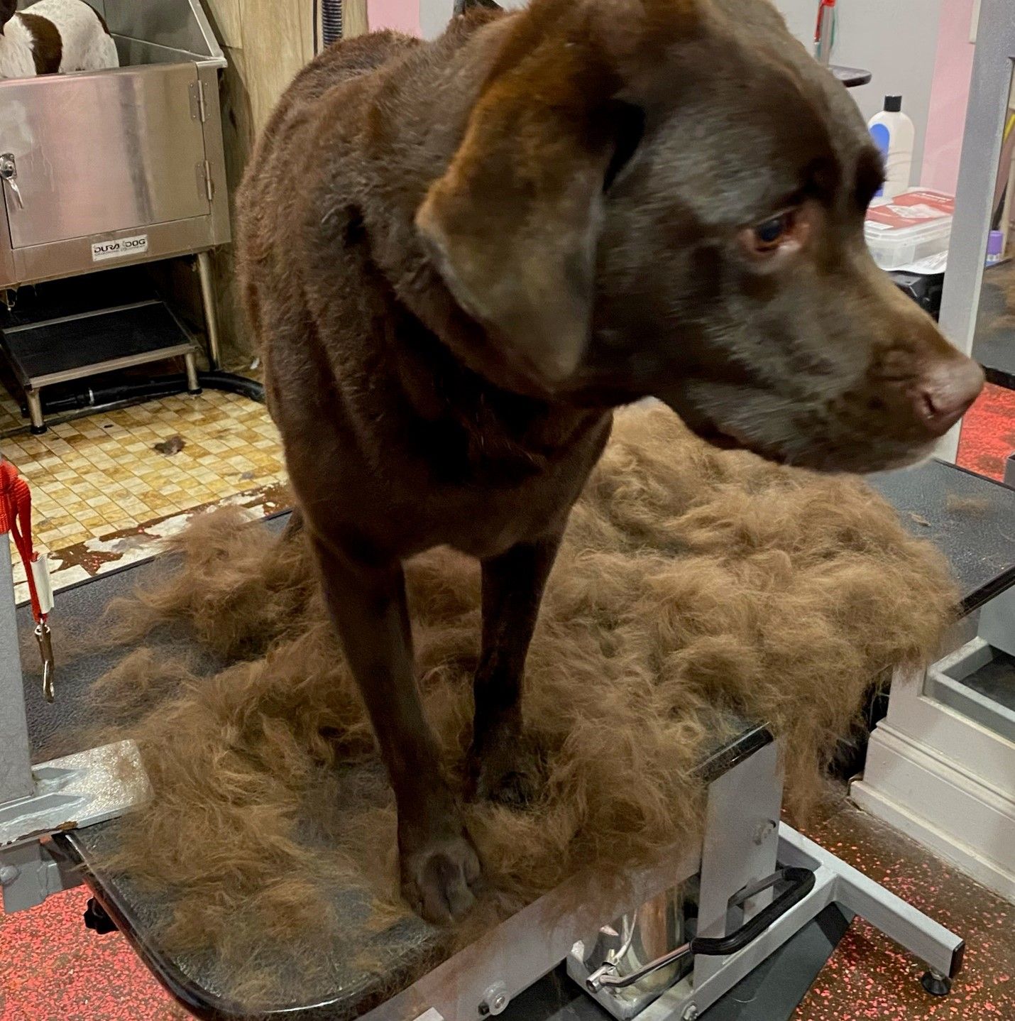 What You Need To Know About Deshedding | Woof Gang Clearwater