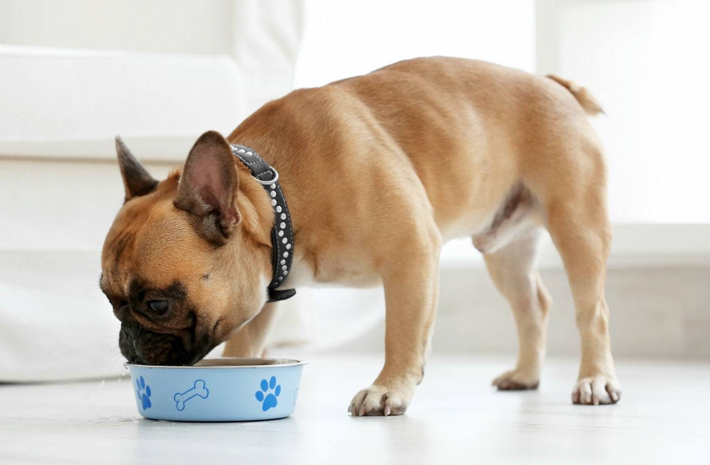 Should I Feed My Dog Lunch? - Brockton, Massachusetts