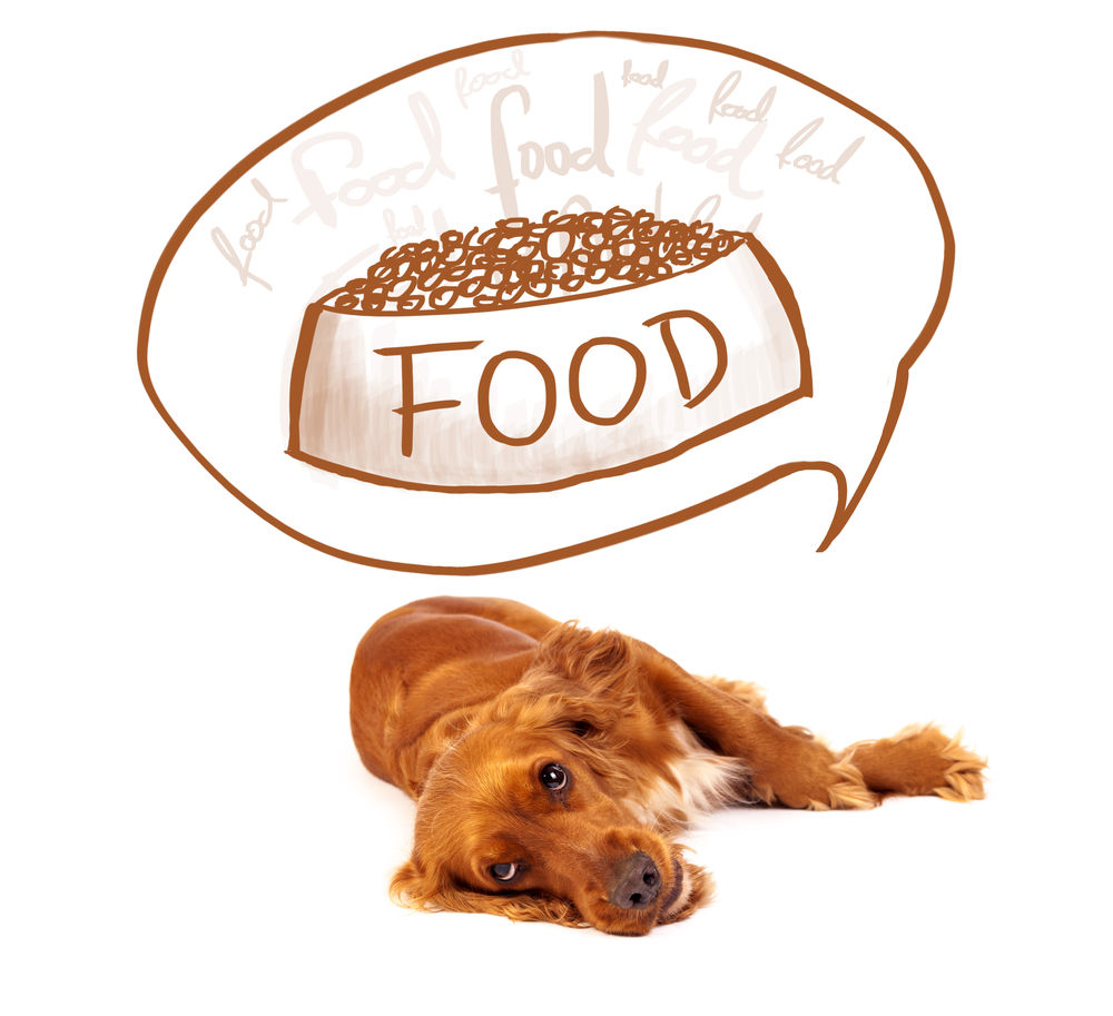 THE SPEEDY EATER TIPS FOR DOGS PUPPIES THAT INHALE THEIR FOOD St THE SPEEDY EATER TIPS FOR DOGS PUPPIES THAT INHALE THEIR FOOD St
