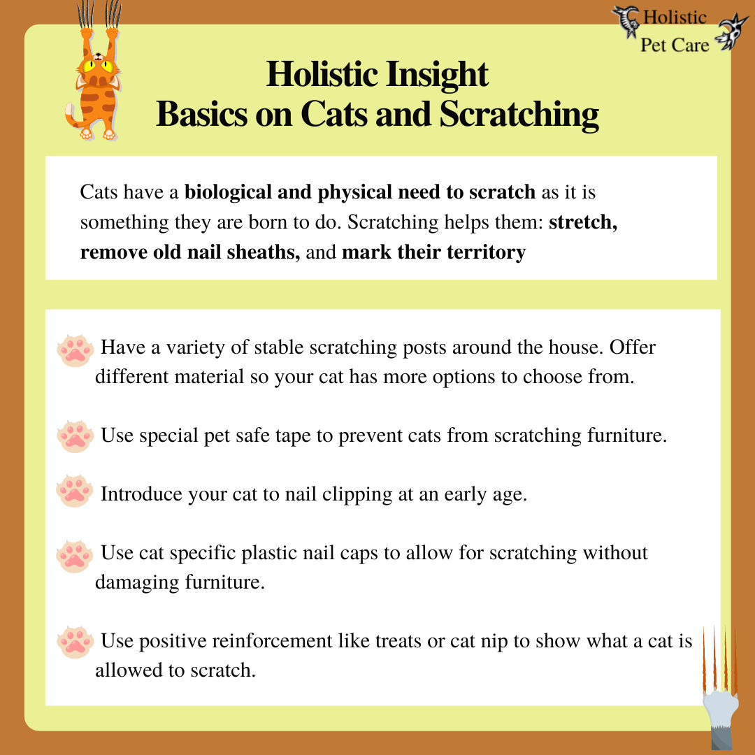 Reasons Cats Scratch - Whippany, New Jersey