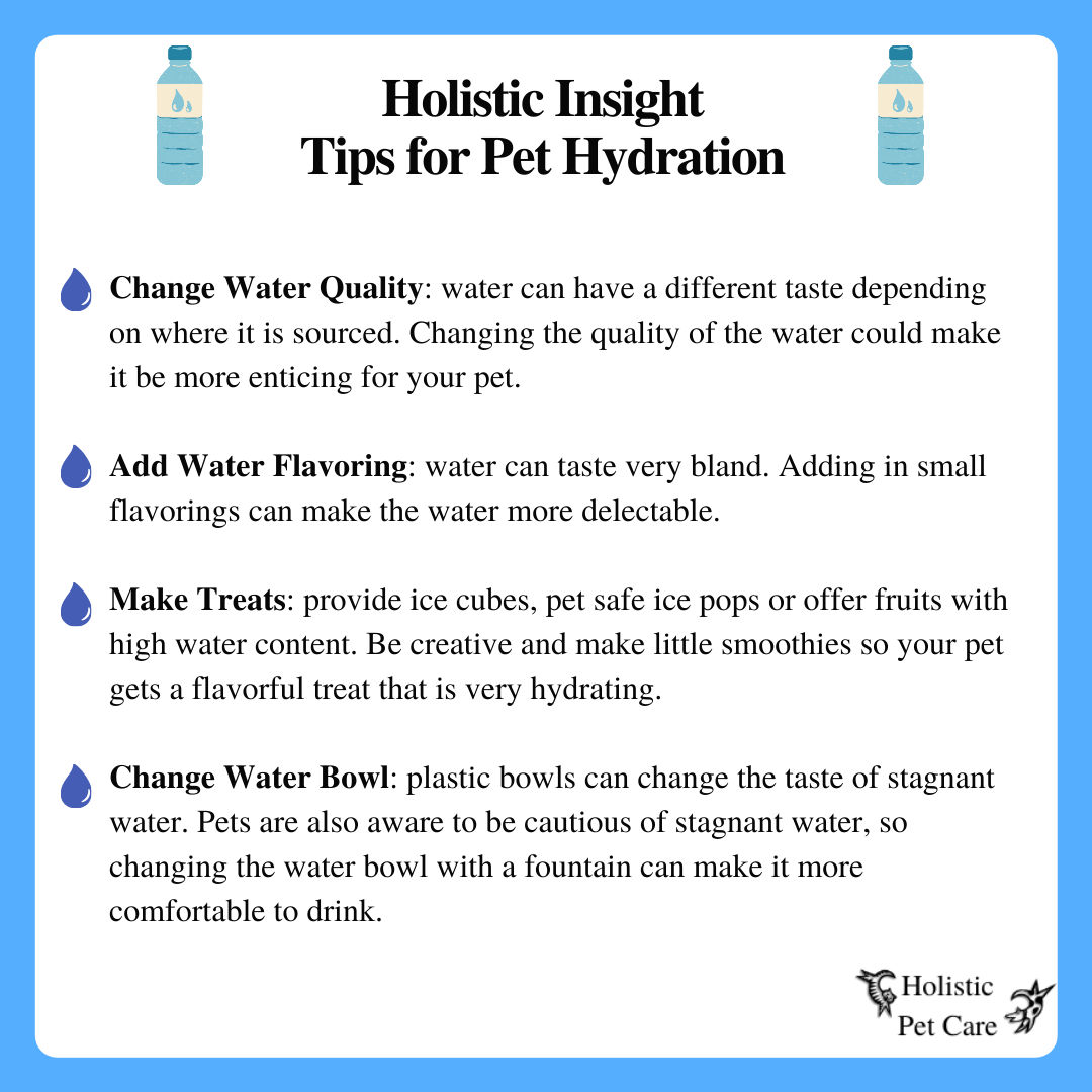 Tips For Pet Hydration - Whippany, New Jersey