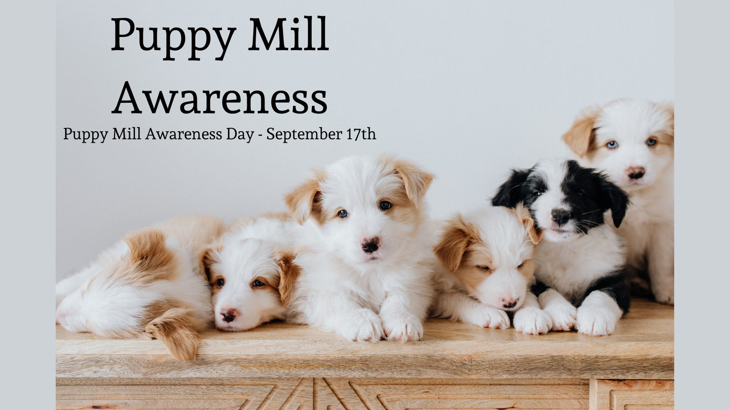 Puppy Mill Awareness - St John, Indiana