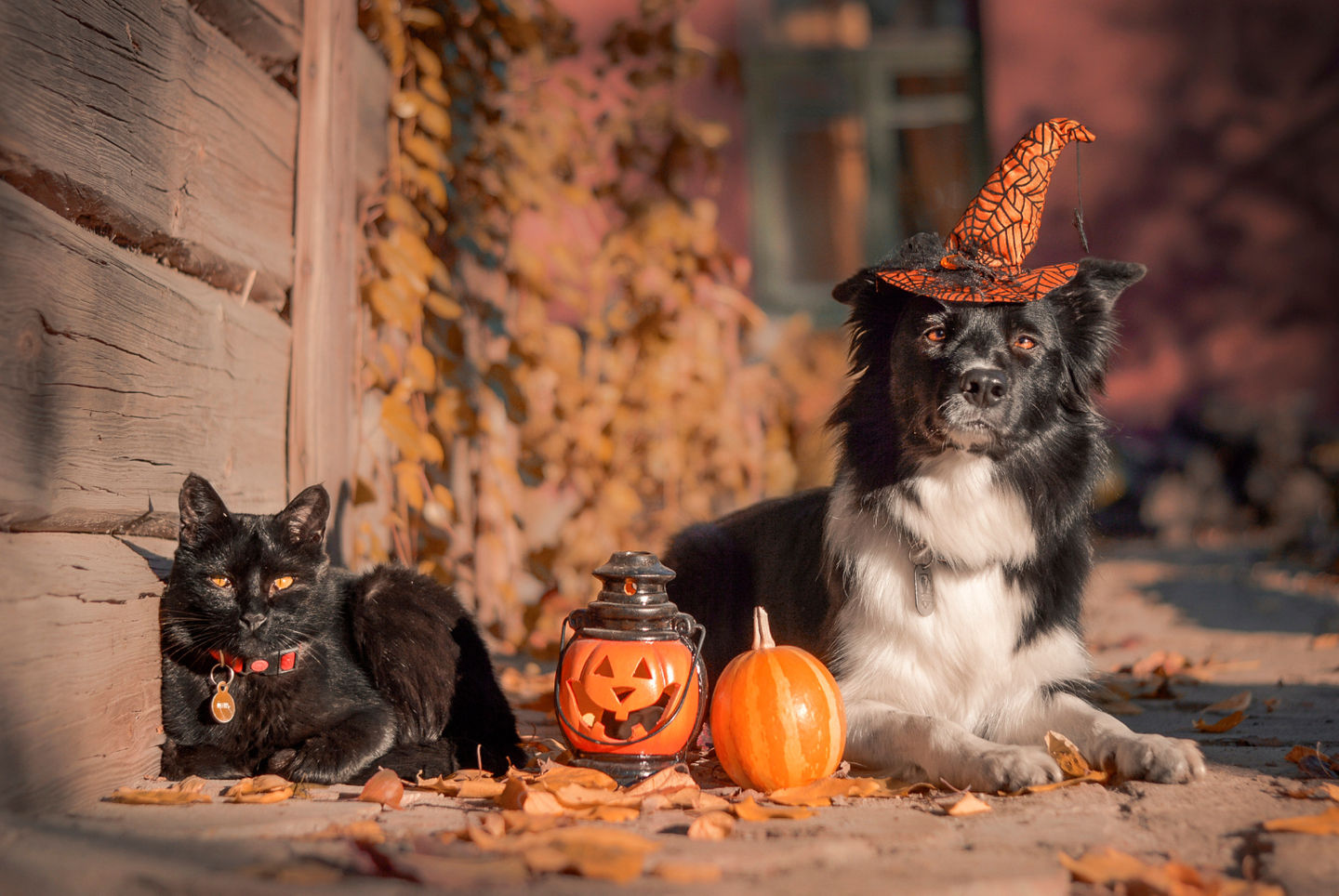 Halloween Safety Tips For Dogs And Cats