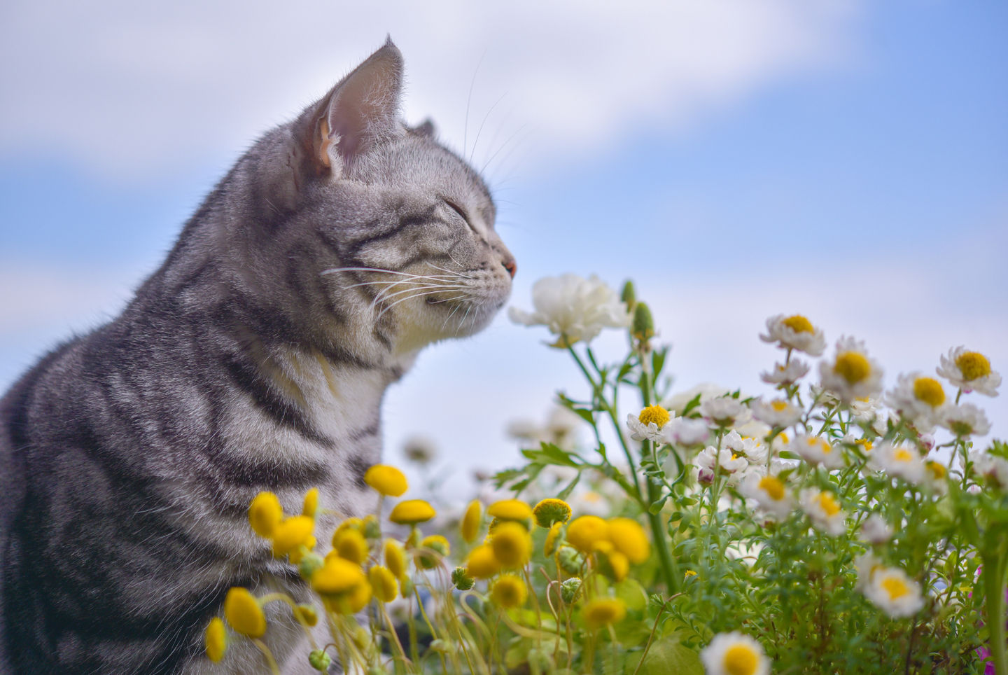 Spring Safety Tips For Cats