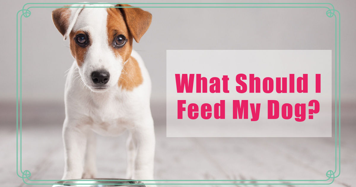 Tips For Choosing Pet Food - Normal, Illinois