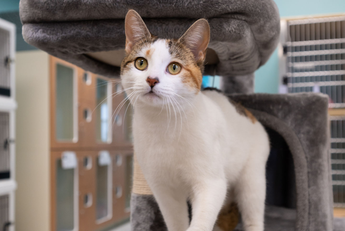 3 Reasons To Book Your Kitty A Day Stay - Brockton, Massachusetts