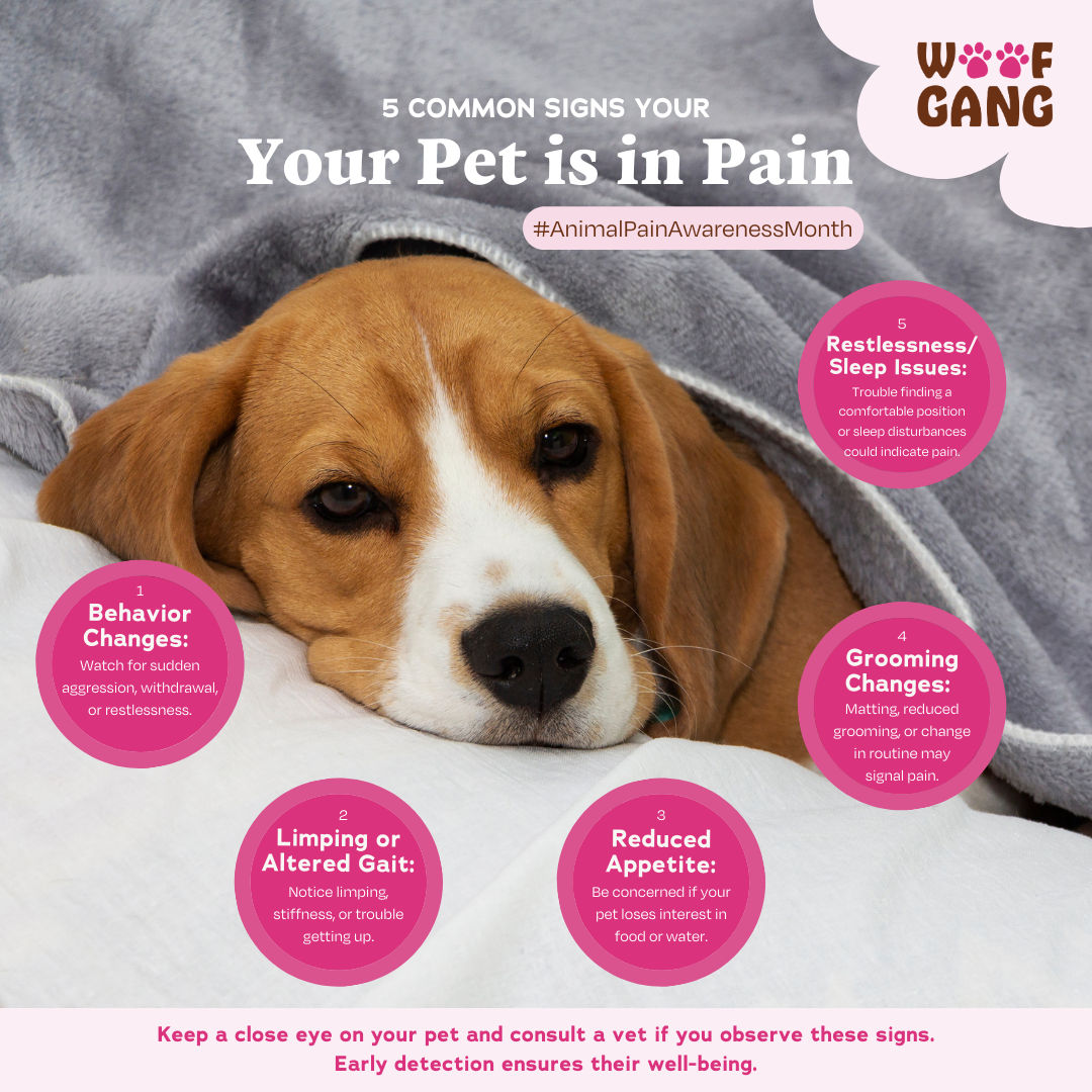 Decoding Doggy Discomfort: Recognizing Signs Of Pain - Fleming Island ...