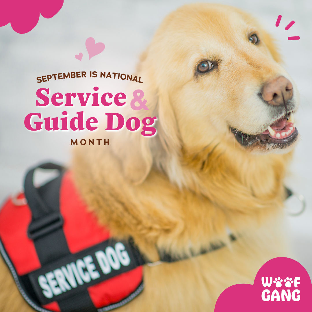 Celebrating National Service Dog And Guide Dog Month At Woof Gang ...