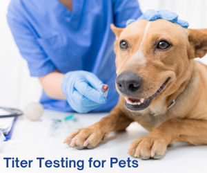 Checking Rabies Titers - Whippany, New Jersey