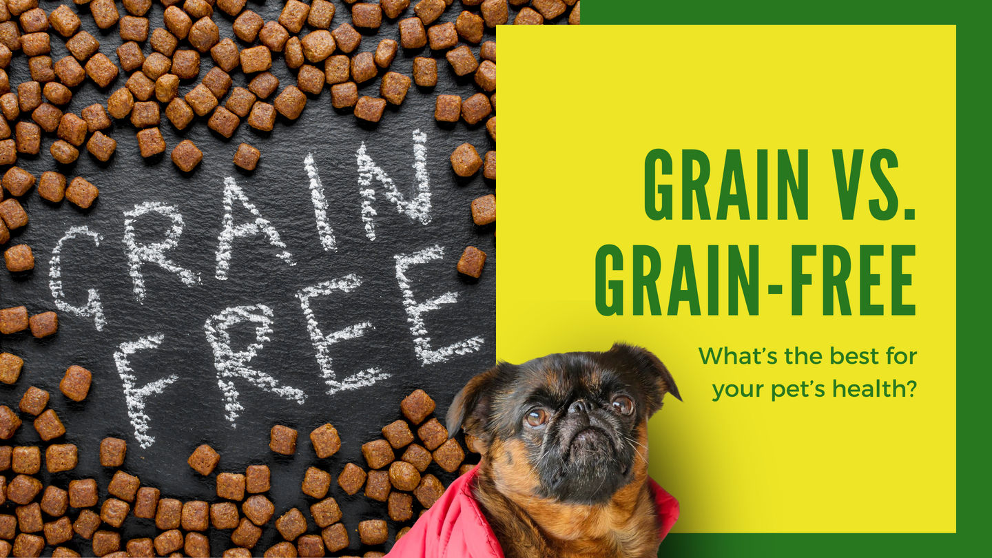 Grain-Free Vs. Grain-In - Dallas, Texas