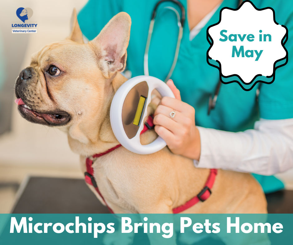 Reuniting With A Lost Pet: The Value Of Microchipping - Whippany, New ...
