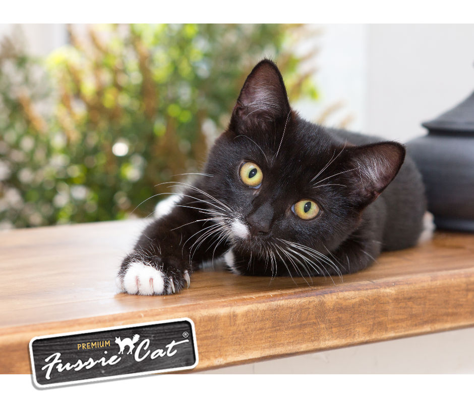 SALE!! Fussie Cat Flavors Of The Month - Duck Or Turkey!! - Mukwonago ...