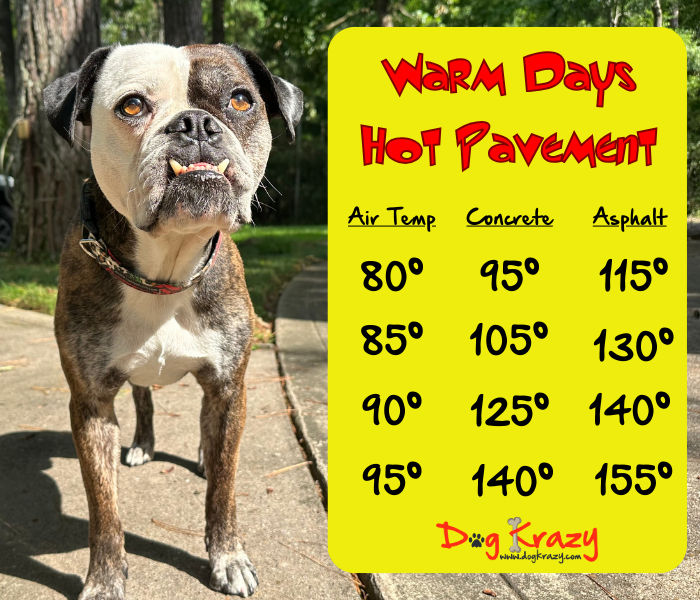 Protect Your Dog's Paws: The Dangers Of Hot Pavement - Fredericksburg ...