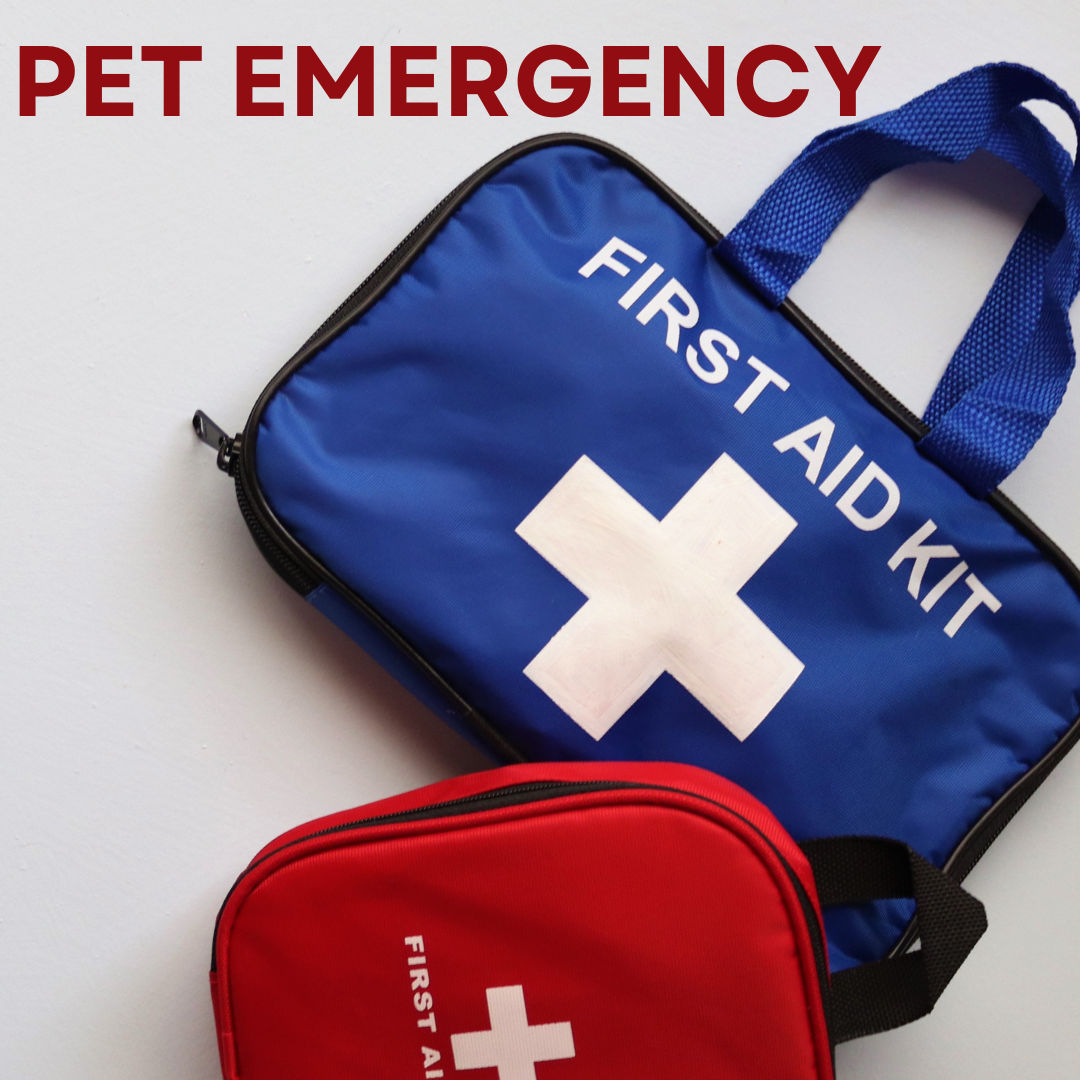 When Your Pet Is Struck By A Car - Whippany, New Jersey