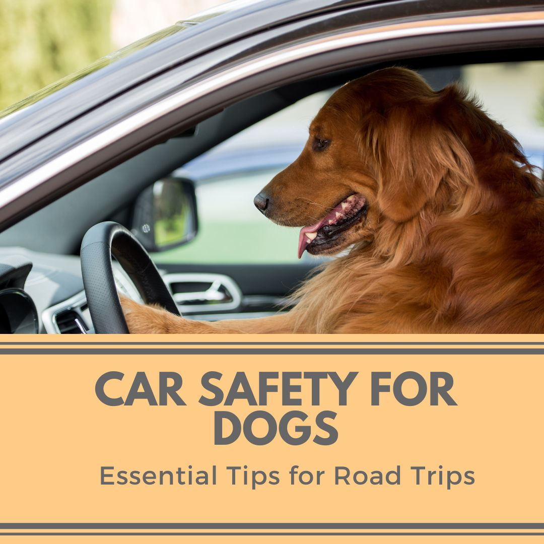 Car Safety For Dogs: Essential Tips For Road Trips