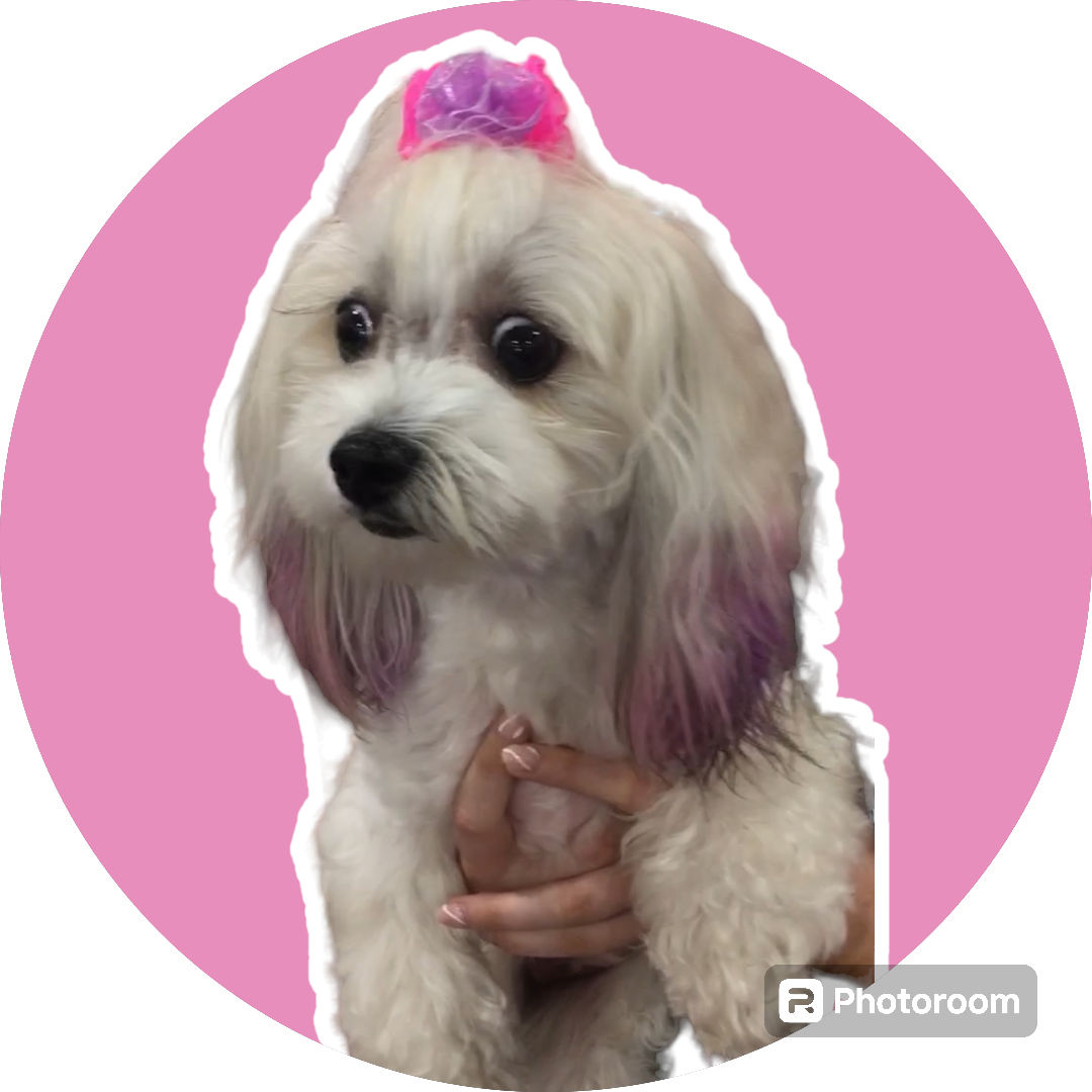 “Why Keeping Your Dog Groomed And Mat-Free Is Essential For Their Health”