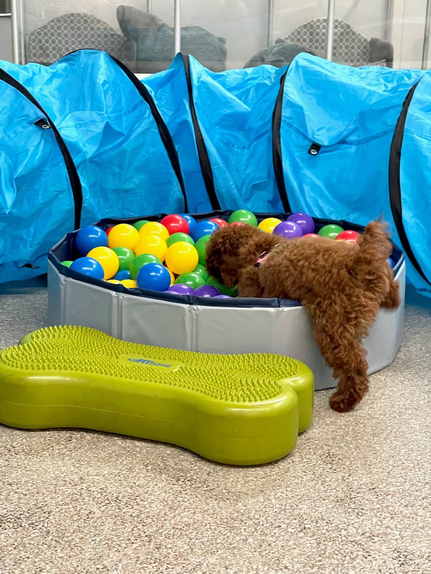 The Benefits Of Enrichment For Your Dog - Fort Lauderdale, Florida