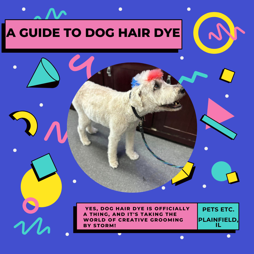 Reveal Your Pup's Inner Rainbow: A Guide To Dog Hair Dye