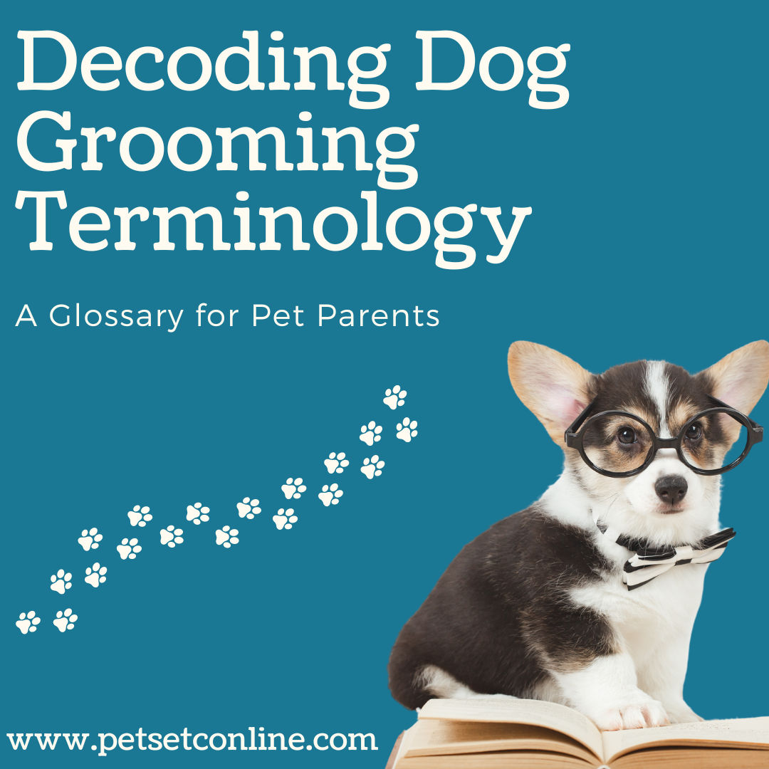 Decoding Dog Grooming Terminology: A Glossary For Pet Parents