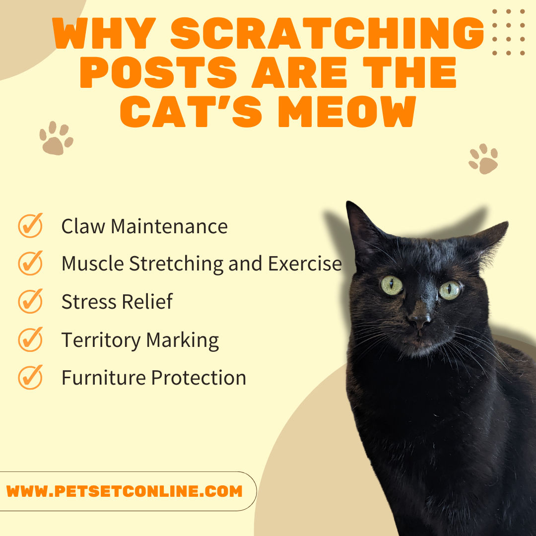 How Scratching Posts Protect Your Stuff And Keep Your Cat Happy