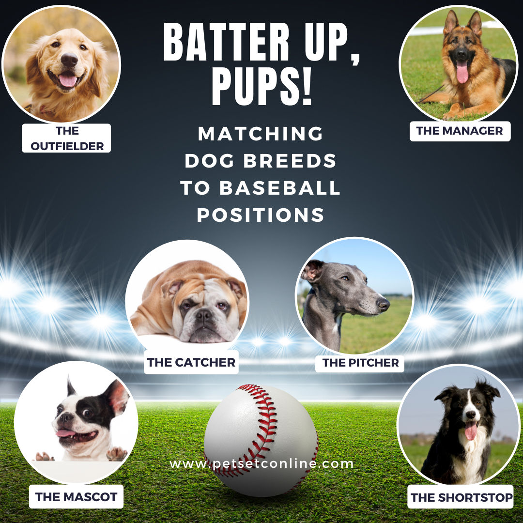 Batter Up, Pups! Matching Dog Breeds To Baseball Positions