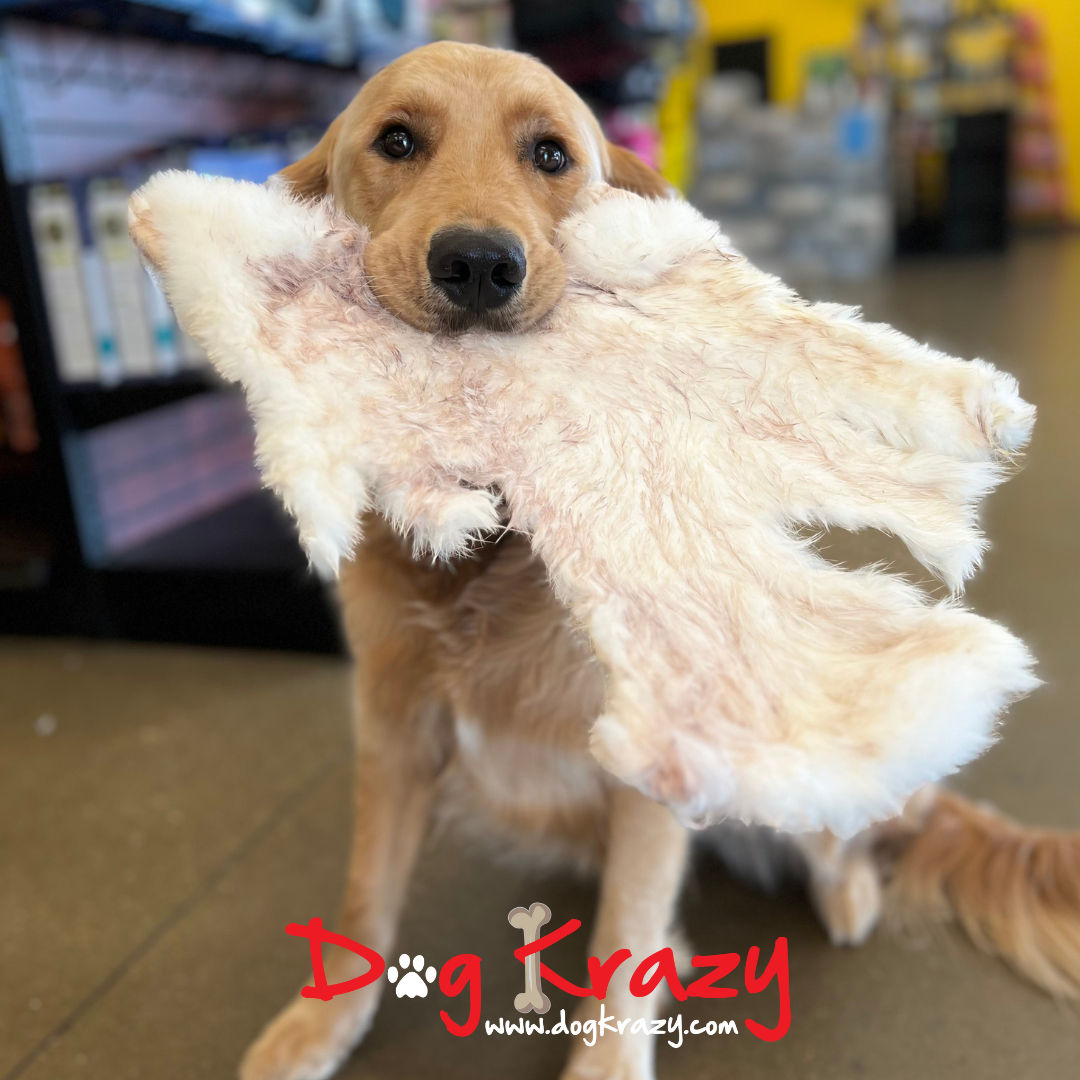 The Furry Truth - Why Does This Chew Have Hair!? - Fredericksburg, Virginia