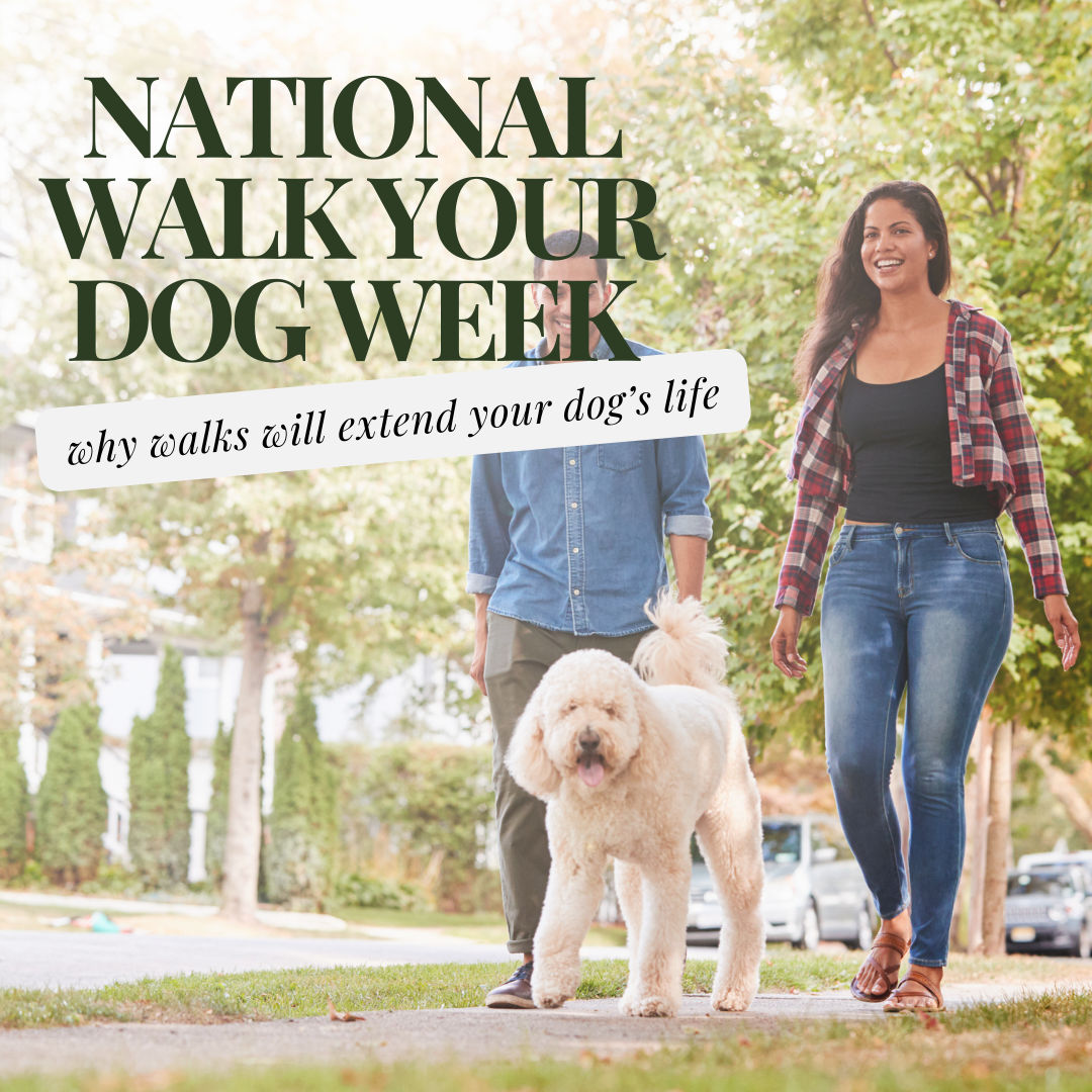Celebrate National Walk Your Dog Week: Why Daily Walks Are Essential ...