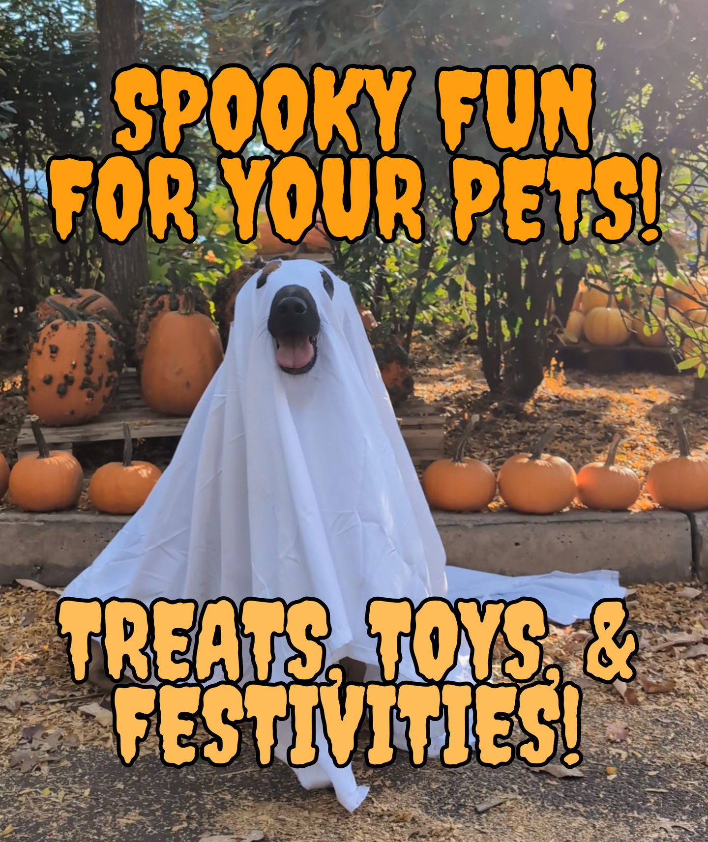 Spooky Fun For Your Pets: Halloween Treats, Toys, DIY Costumes, And ...