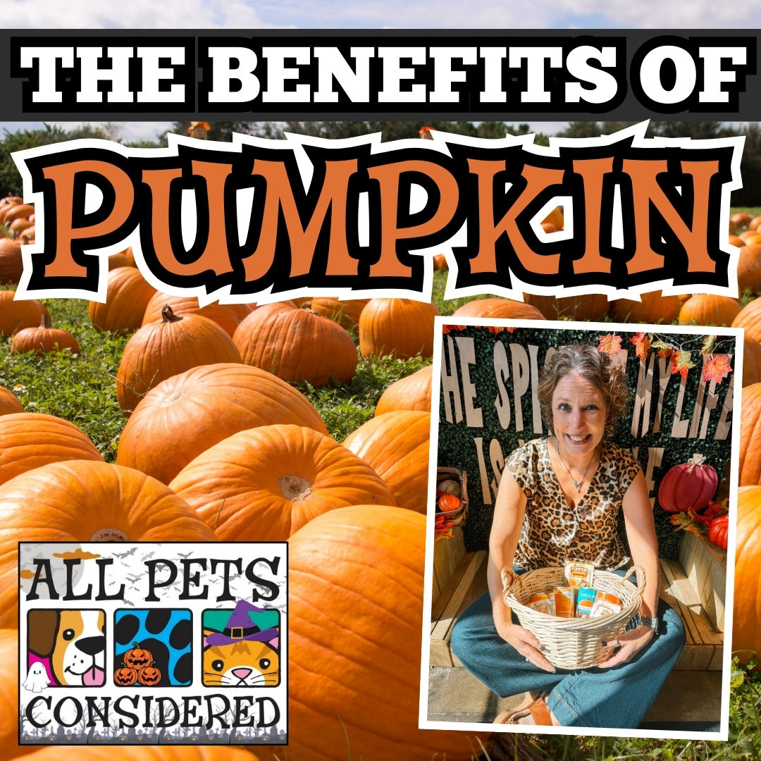 The Benefits Of Pumpkin For Pets - Greensboro, North Carolina