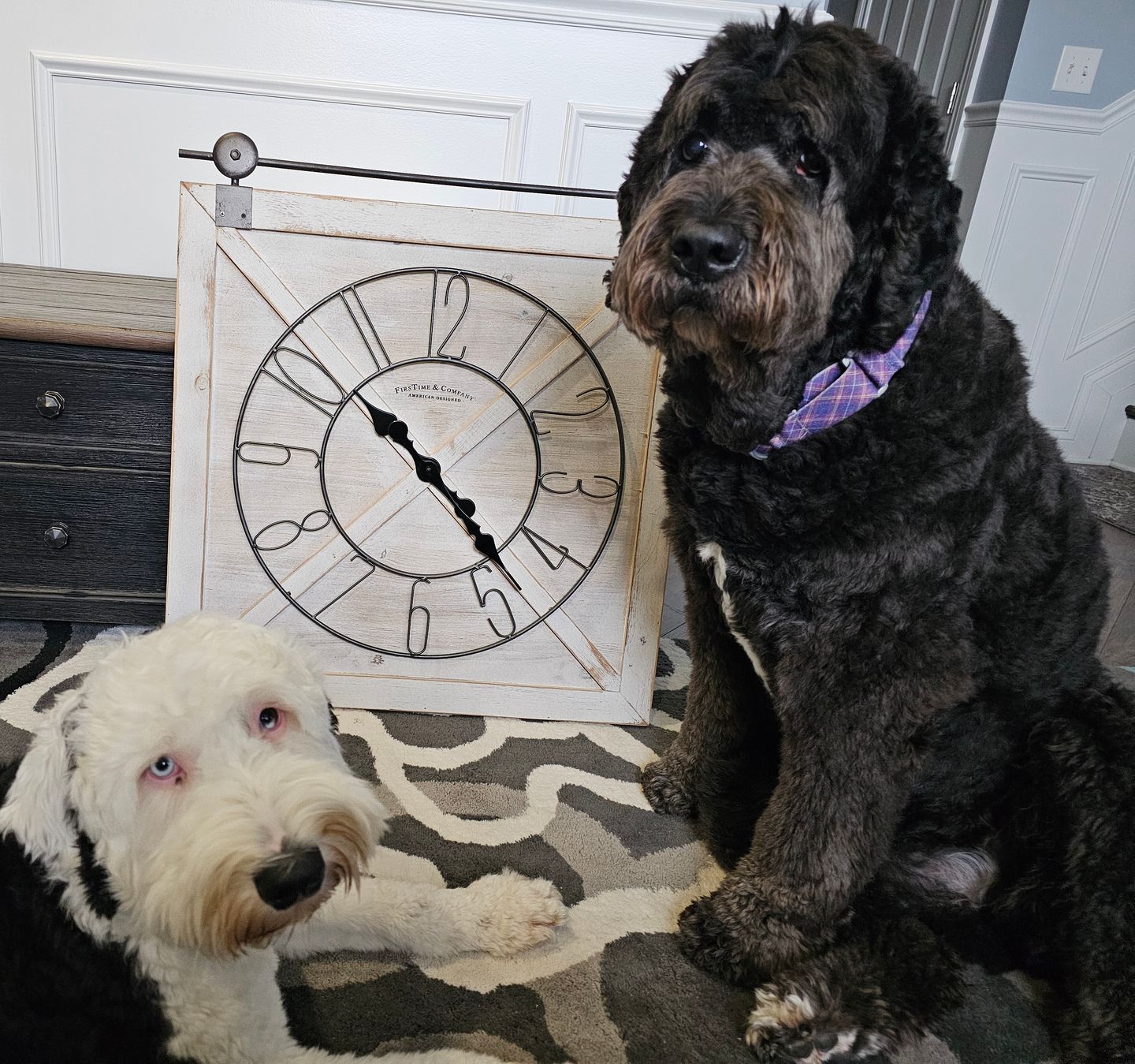 Daylight Savings Tips For Dogs! - St John, Indiana