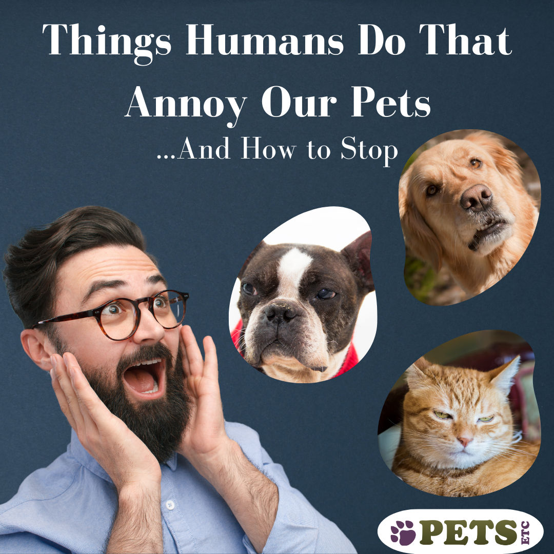 Things Humans Do That Annoy Our Pets (and How To Stop)