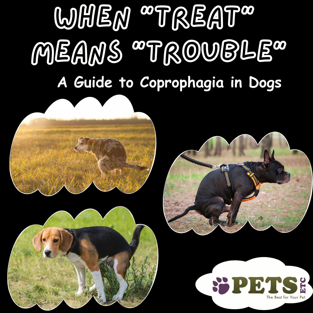 When "Treat" Means "Trouble": A Guide To Coprophagia In Dogs