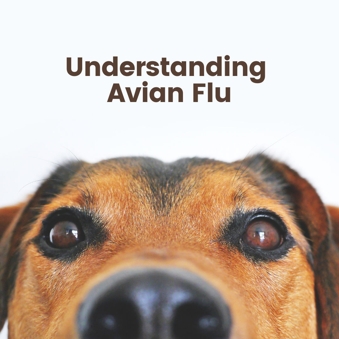 Understanding Avian Flu: What Every Pet Parent Should Know - Scottsdale ...