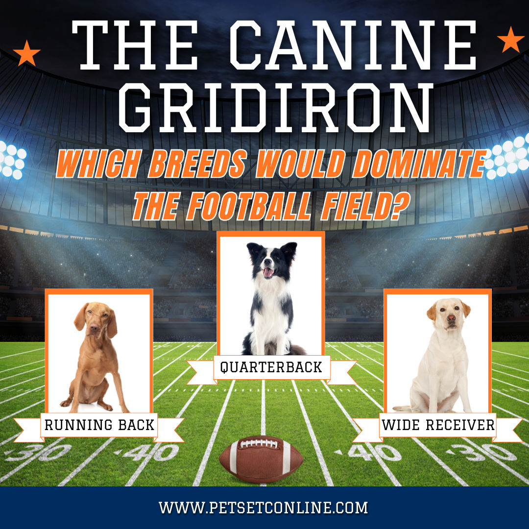 Which Dog Breeds Would Dominate The Football Field?