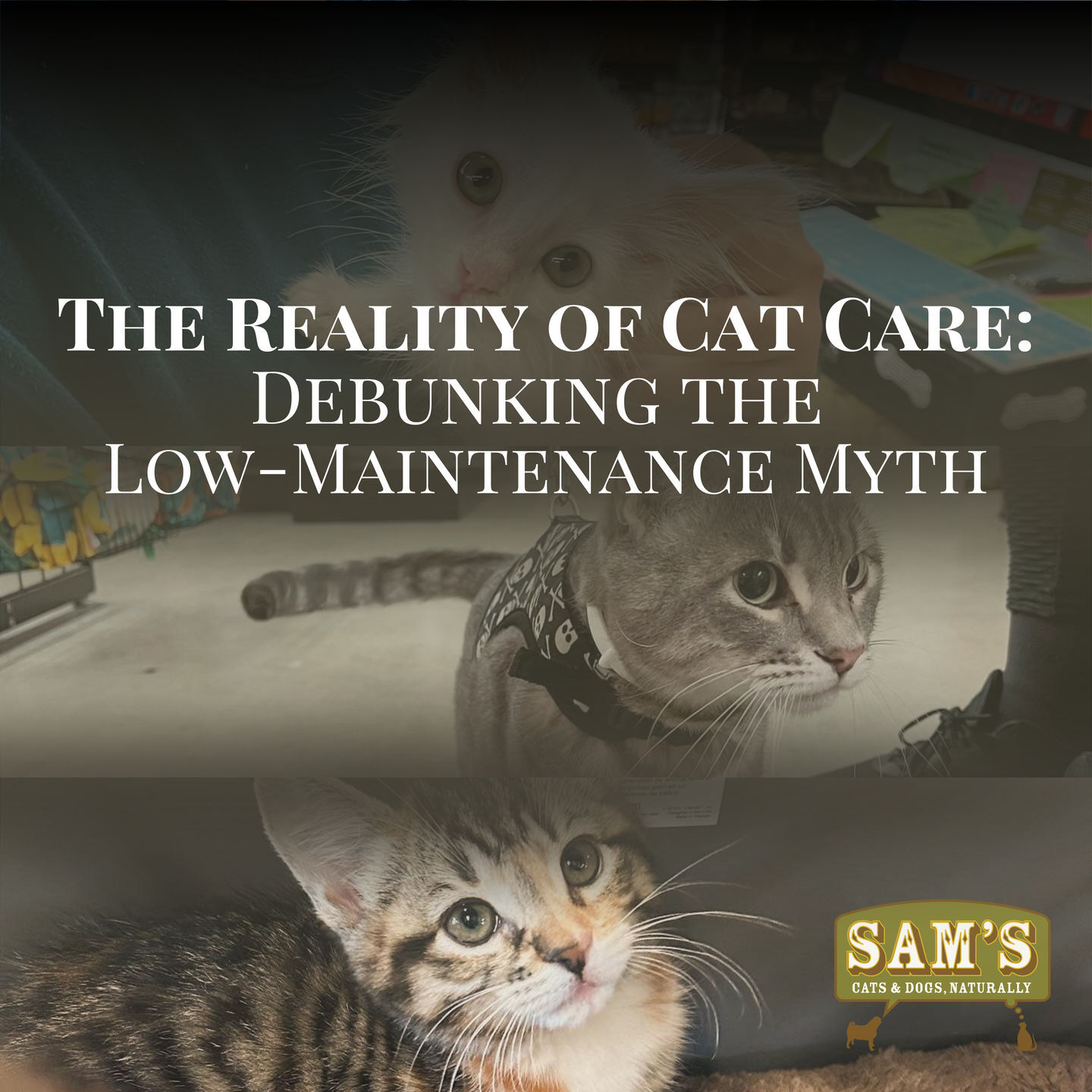 The Reality Of Cat Care: Debunking The Low-Maintenance Myth