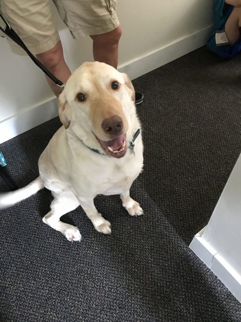 Bonzi The Dog With Ear Infections And Luxating Patella - Troy, Michigan