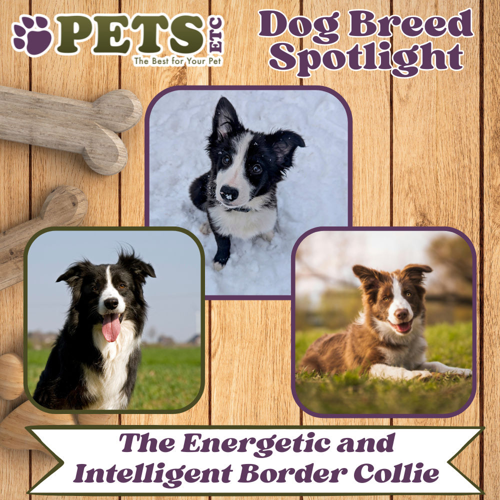 Dog Breed Spotlight: The Energetic And Intelligent Border Collie