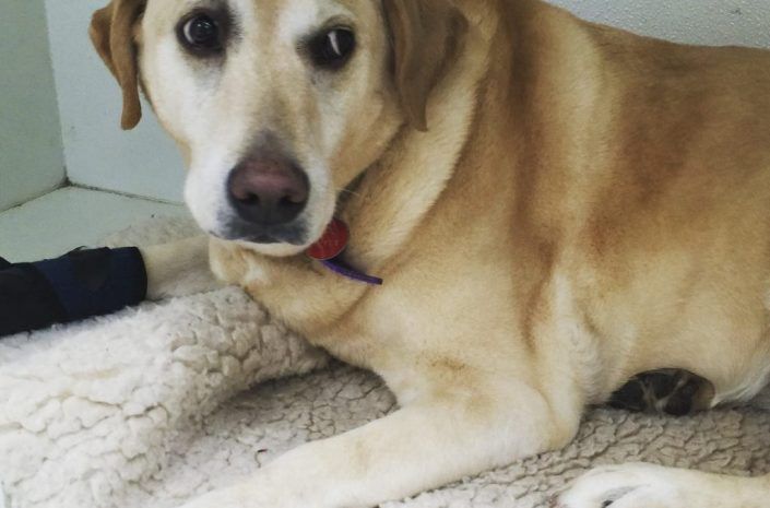 Chi- The Yellow Lab With Hot Spots - Troy, Michigan