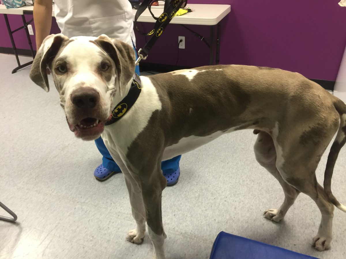 Merlin The Great Dane & His Return To Puppyhood - Troy, Michigan