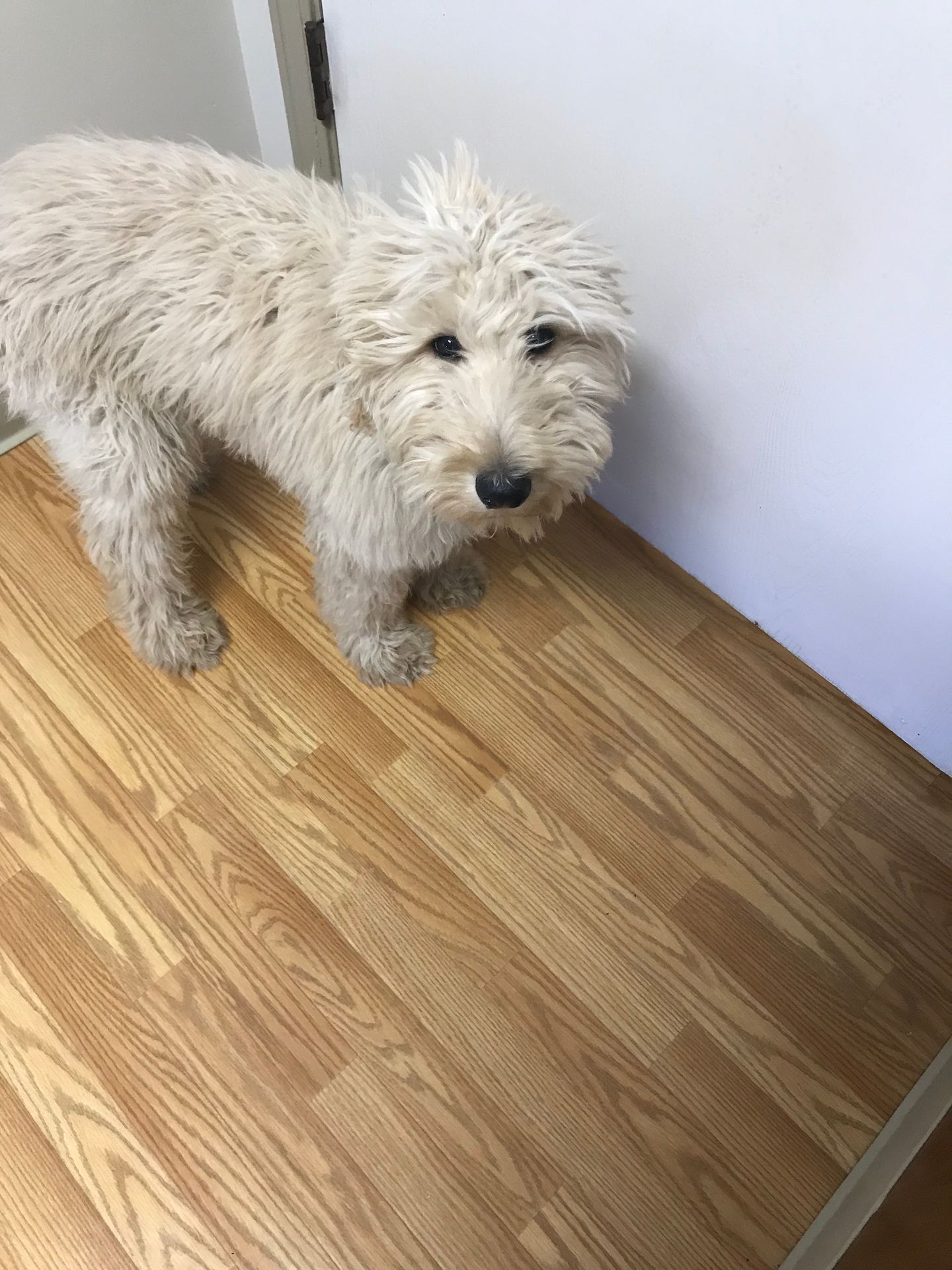 Archie The Doodle With His Disc Issue And Conservative Management ...