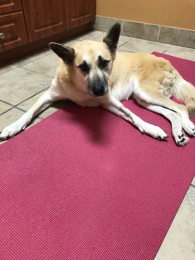 Luna The Husky With Complete Paralysis And Ivdd - Troy, Michigan