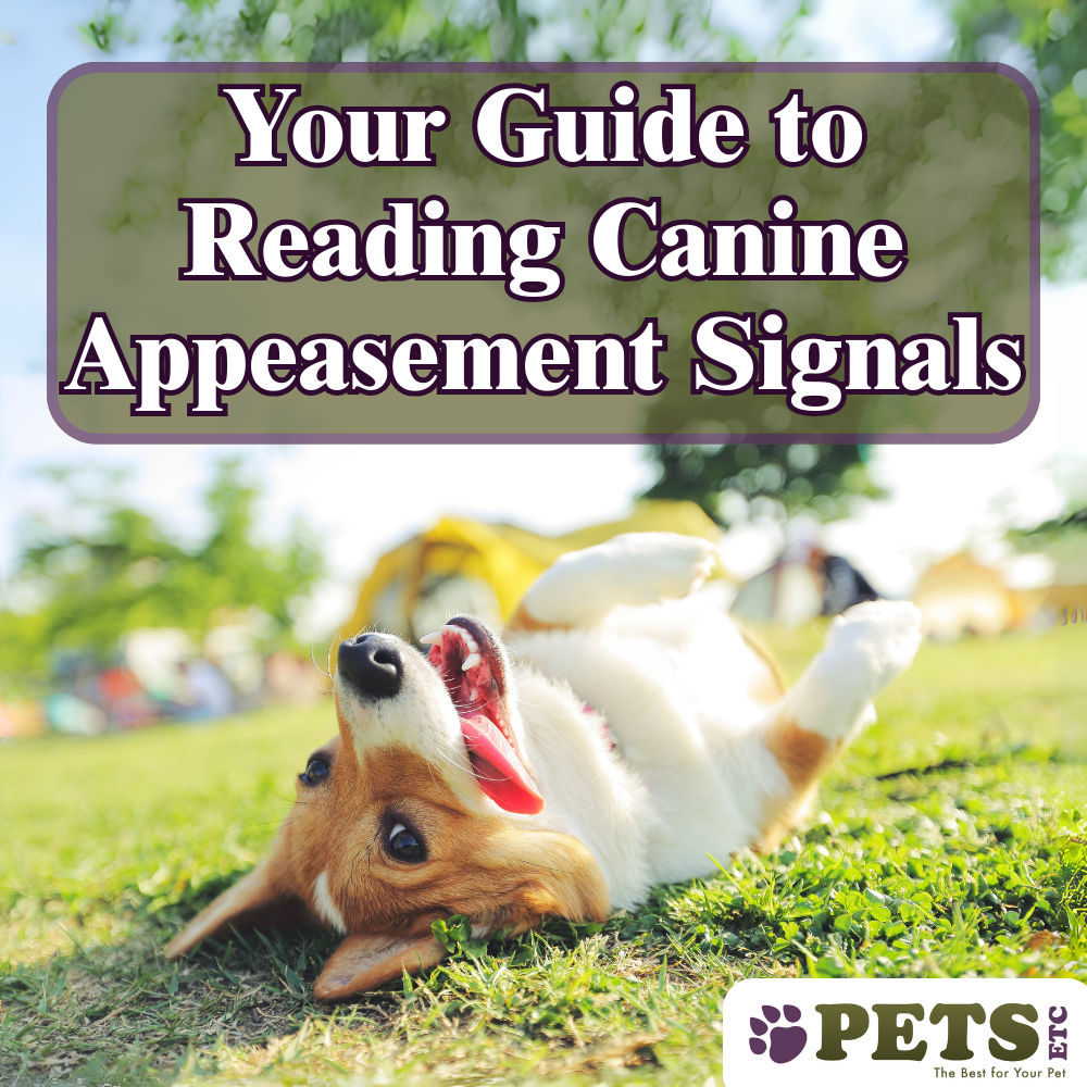 Your Guide To Reading Canine Appeasement Signals