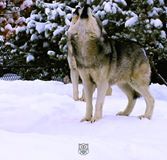 14 Wolves - Delafield, Wisconsin