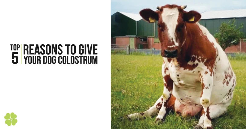 Top 5 Reasons To Give Your Dog Colostrum - Rochester Hills, Michigan