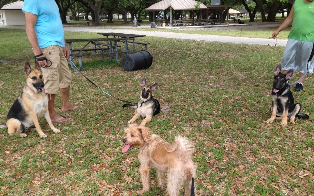 What Is Leash Aggression? - Fort Lauderdale, Florida