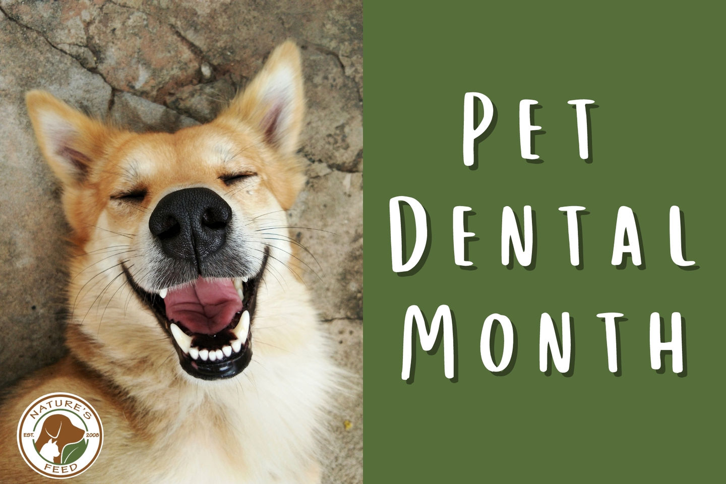 February Is Pet Dental Month - Spring Grove, Illinois