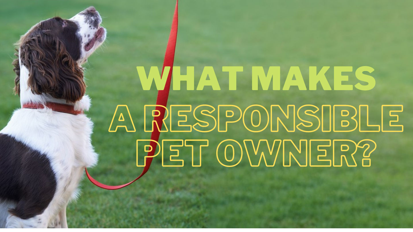 What Makes A Responsible Pet Owner? - St John, Indiana