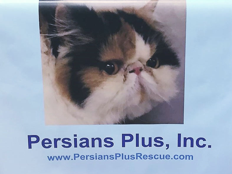 Persian's Plus Cat Rescue Event - Perk Valley Pet Eatery