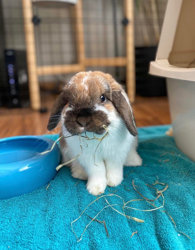 Rabbit Care 101 - Pittsburgh, Pennsylvania