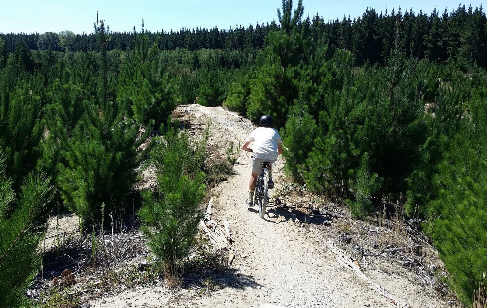 ABC Routes: Mountain Biking in Bottle Lake Forest Park - Action Bicycle ...
